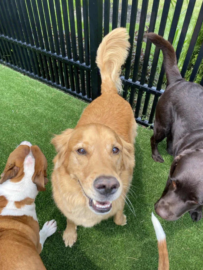 Safe & Secure Pet Boarding for Dogs & Cats in Westfield, IN