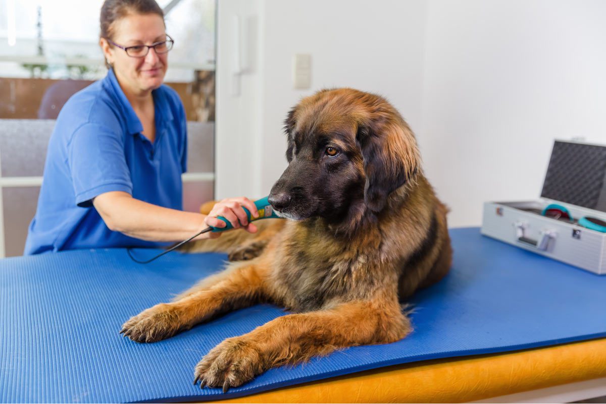 Trusted Animal Hospital | Veterinarian in Westfield, IN